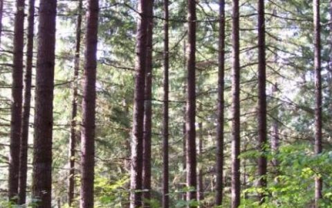 Photo Galleries - Hopkins Demonstration Forest